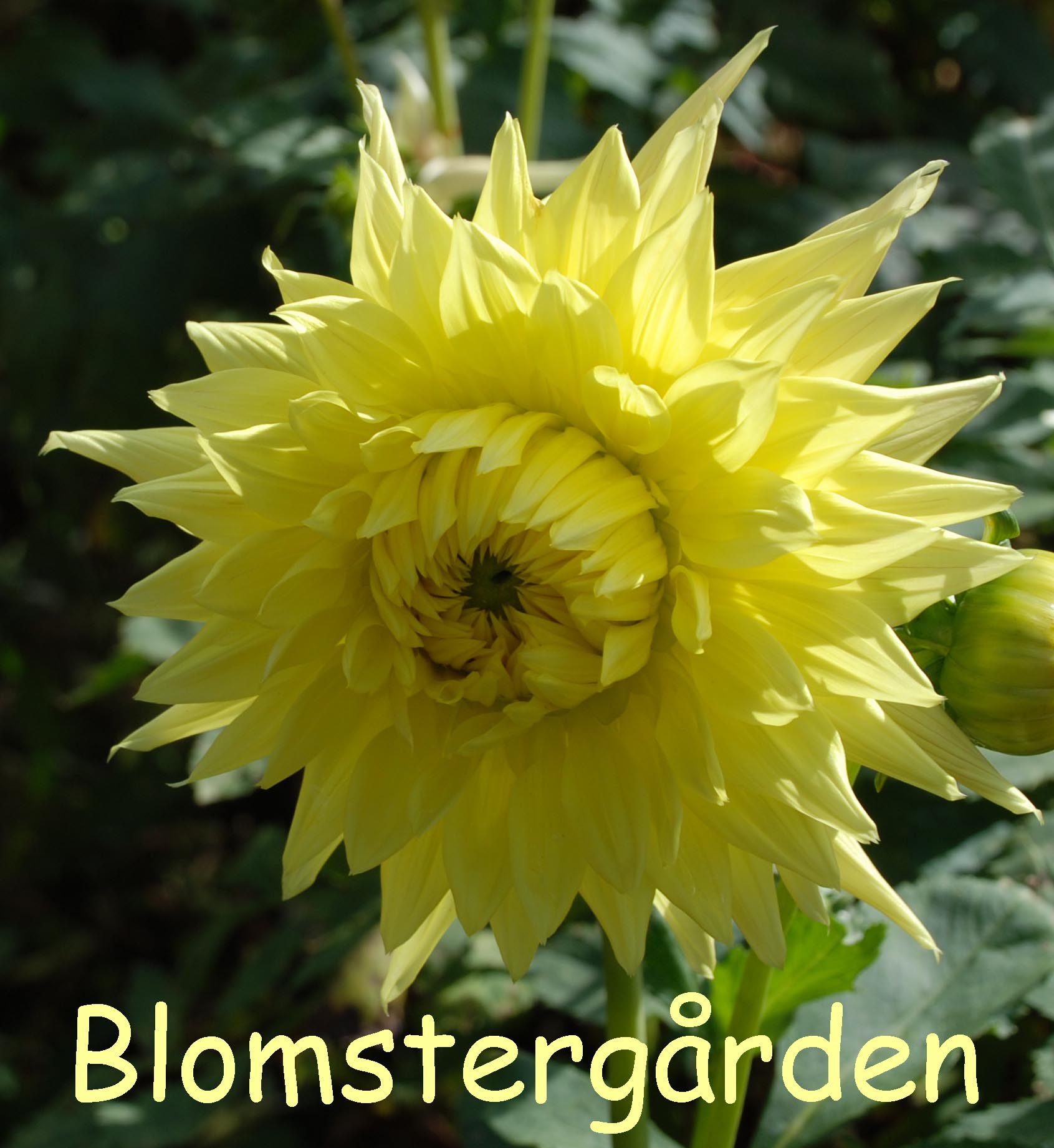 Blomstergården - Georginer H